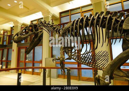 PRINCETON, NJ -15 FEB 2020- View of a skeleton of an Antrodemus ...
