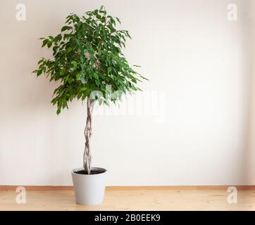 Ficus benjamina with braided stem growth in the blue pot Stock Photo ...