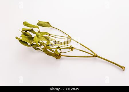 Dry mistletoe isolated on white background Stock Photo - Alamy