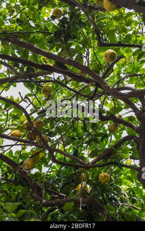 Lemons grow on a tree, supported by a wood trellis on the grounds of ...