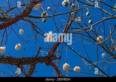 Oaxaca, Mexico - A pochote tree (Pachira quinata Stock Photo - Alamy