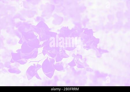 Beautiful gradient bougainvillea flower. PInk bougainvillea flowers ...