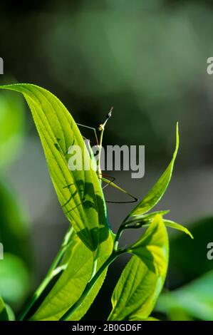Tropical Stick Insect, Rainforest, Napo River Basin, Amazonia, Ecuador ...