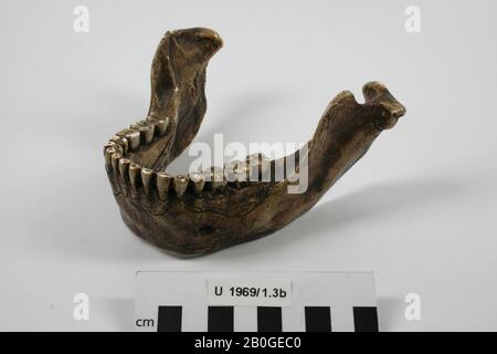 Plaster cast of a skull with lower jaw of a Sinanthropus pekinensis ...