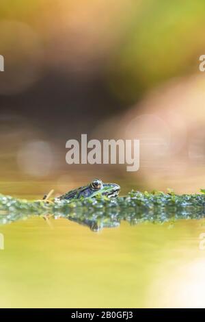 Female pool frog in sunny pond in forest Stock Photo - Alamy