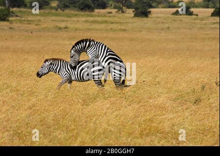 Burchell's Zebra mating in the Masai Mara National Reserve Stock Photo - Alamy