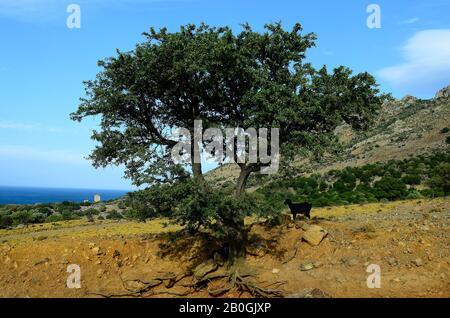 Greece, Samothrace island, goat in shadow of tree on dry pasture Stock ...