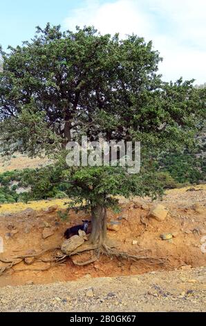 Greece, Samothrace island, goat in shadow of tree on dry pasture Stock ...