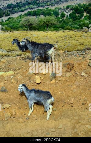 Greece, Samothrace island, goats on pasture Stock Photo - Alamy