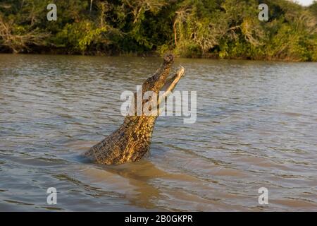 Spectacled Caiman, caiman crocodilus, standing in River, Los Lianos in ...