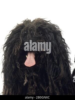 Hungarian Puli Dog, Portrait of Adult against White Background Stock ...
