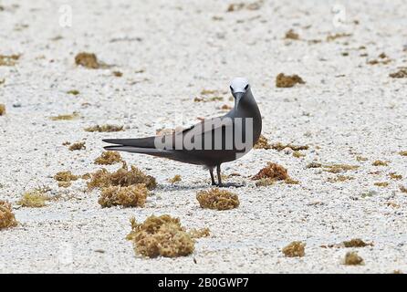 Lesser Noddy (Anous tenuirostris) adult standing on beach Ile aux Cocos ...