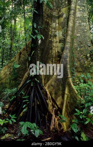 Roots of a rainforest tree, Amazon rainforest, Amazon basin, Brazil ...