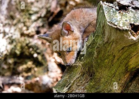 Red Fox, vulpes vulpes, Cub, Normandy Stock Photo - Alamy