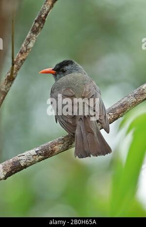 Mauritius Bulbul, Hypsipetes olivaceus (Hypsipetes olivaceus), on a ...