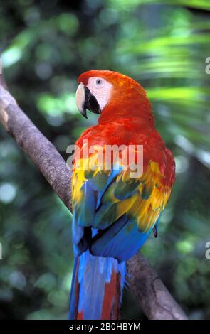 BRAZIL, MANAUS, SCARLET MACAWS Stock Photo - Alamy