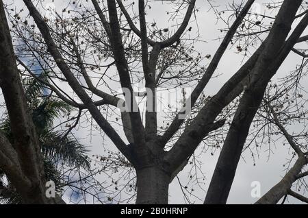 Ceiba tree in Guisa municipality, Granma province, southern Cuba Stock ...