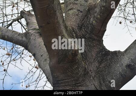 Ceiba tree in Guisa municipality, Granma province, southern Cuba Stock ...