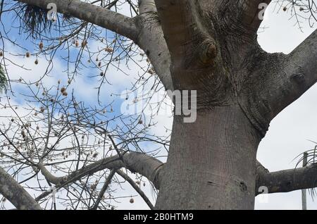 Ceiba tree in Guisa municipality, Granma province, southern Cuba Stock ...