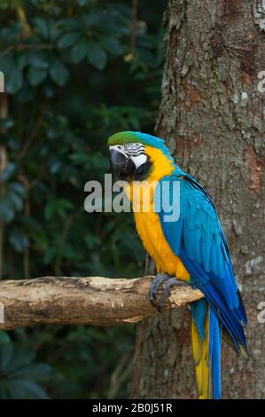 BRAZIL, IGUASSU, BLUE-AND-YELLOW MACAW, Ara ararauna, PORTRAIT Stock Photo - Alamy