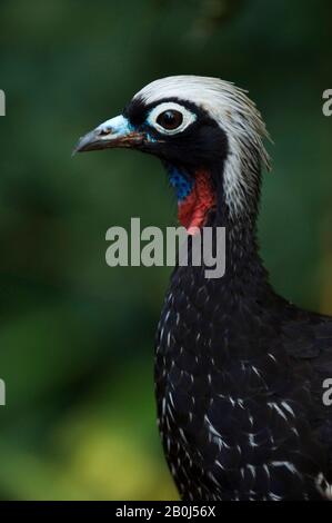 Black Fronted Piping Guan, Pipile jacutinga, head and shoulders close ...