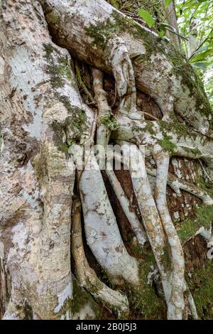 Florida Strangler Fig or Strangler Fig (Ficus aurea), seedling ...