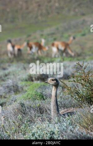 Darwin's rhea (Rhea pennata) or lesser rhea with guanaco (Lama guanicoe ...