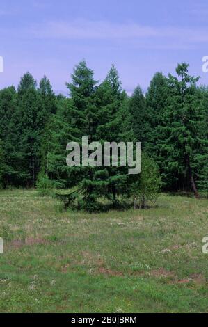 RUSSIA, SIBERIA NEAR MAGDAGACHI, TAIGA FOREST, LANDSCAPE WITH BIRCH ...
