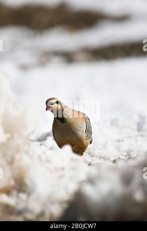 Chukar partridge (Alectoris chukar), Himalaya, Hemis National Park ...