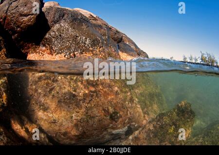 Brown algae or limu over the sand, Sand Island Beach, Honolulu, Oahu ...