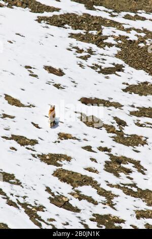 Himalayan Red Fox or Vulpes vulpes in Rumbak valley. Ladakh, Himalayas ...