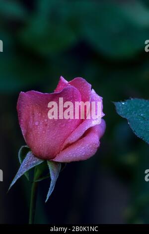 rose bud with dew drops Stock Photo - Alamy