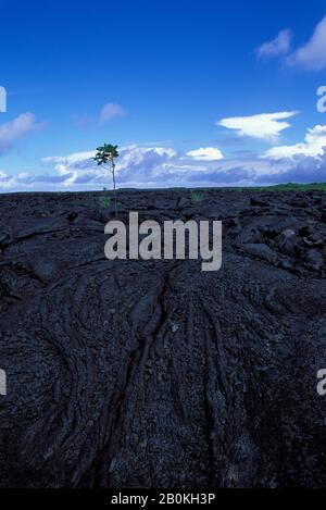 Saleaula Lava Fields Savaii Western Samoa Stock Photo - Alamy