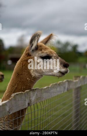 A tabby cat waiting to be fed Stock Photo - Alamy