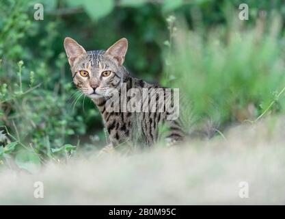 An endearing pose, Indian Desert Cat, Asiatic wildcat, Indian woods are ...