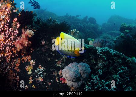 Yellowface angelfish, Pomacanthus xanthometopon, in a coral reef ...