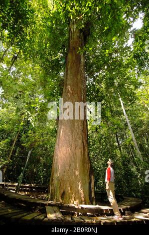 A national park ranger standing below a giant Bornean ironwood tree ...