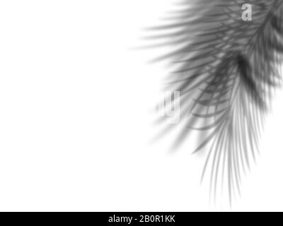 Gray shadow of the leaves on a white wall. Abstract neutral nature ...