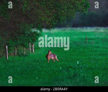Female roe deer under trees in rural area during twilight Stock Photo ...