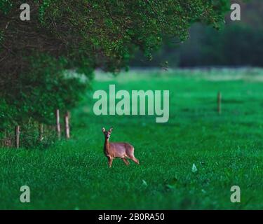 Female roe deer under trees in rural area during twilight Stock Photo ...