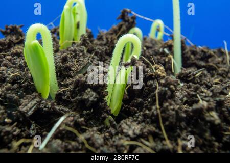 Green plant sprouts passing from the soil Stock Photo - Alamy