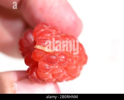 Fruitworm Byturus tomentosus in a red raspberry Stock Photo - Alamy