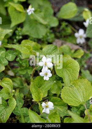 Violet viola blooming in the garden Stock Photo - Alamy