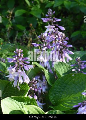 Blue Hosta flower - blue plantain lily - Hosta ventricosa - pair of ...
