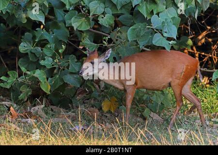 Red forest duiker (Cephalophus natalensis), also known as the Natal ...