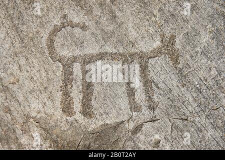 Petroglyph, rock carving, of a schematic dog and human figure. Carved ...