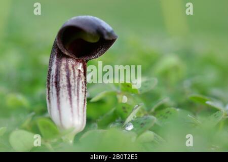 Friar's cowl (Arisarum vulgare) Algarve, Portugal Stock Photo - Alamy