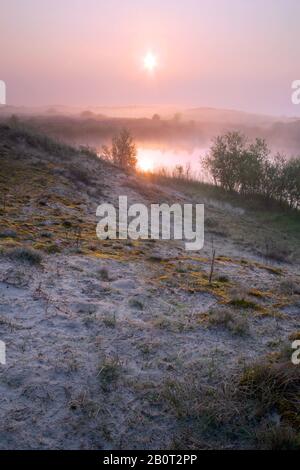Berkheide dunal area with morning mist, Netherlands, Katwijk Stock ...