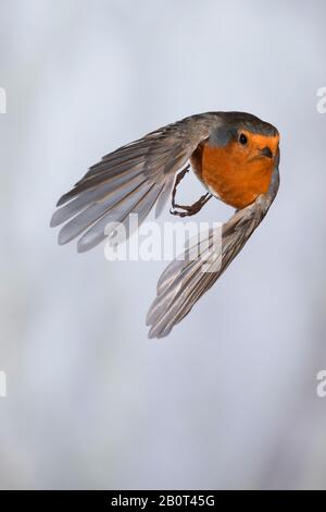 European robin (Erithacus rubecula), flying, Germany Stock Photo - Alamy