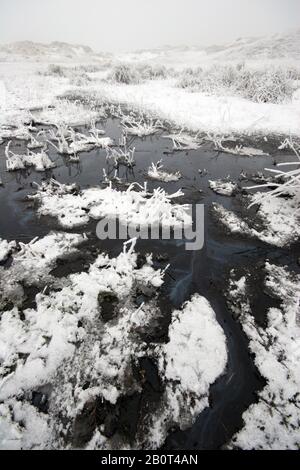 A frosty landscape in Berkheide, a nature reserve, Katwijk aan Zee ...